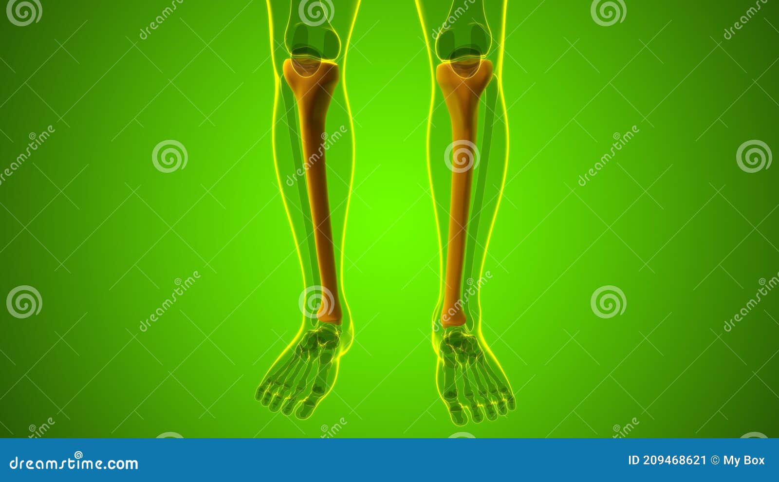 Human Skeleton Anatomy Tibia Bone 3D Rendering Stock Illustration ...