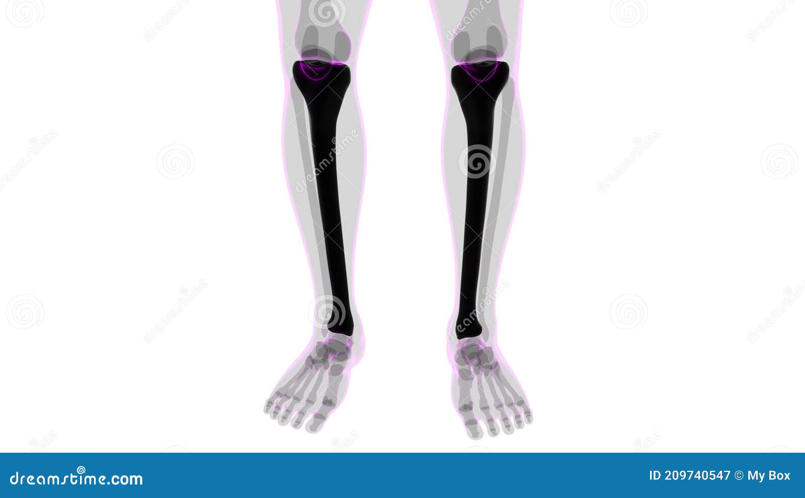 Human Skeleton Anatomy Tibia Bone 3D Rendering Stock Illustration ...
