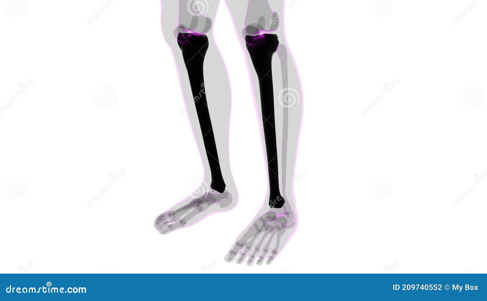 Human Skeleton Anatomy Tibia Bone 3D Rendering Stock Illustration ...