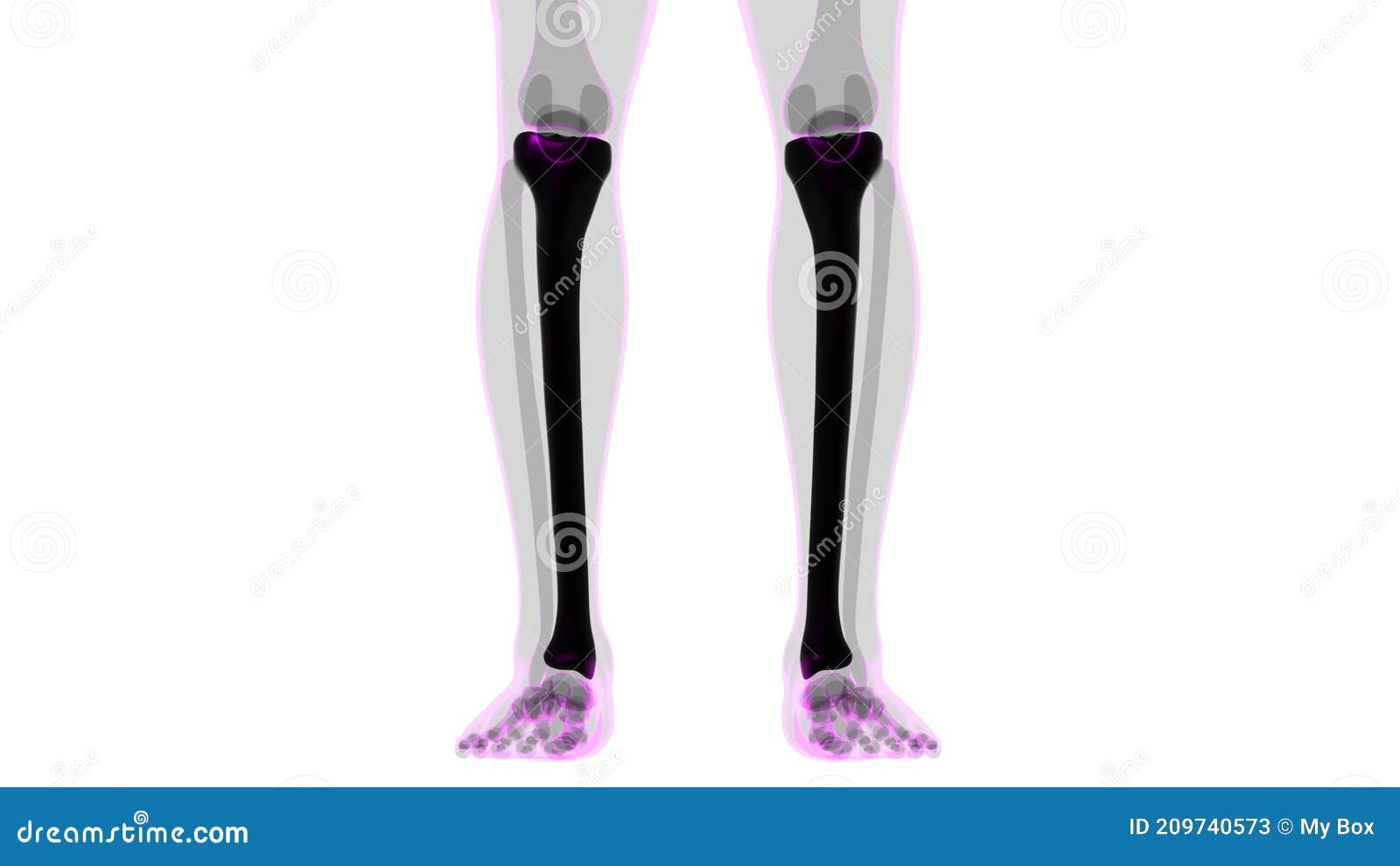 Human Skeleton Anatomy Tibia Bone 3D Rendering Stock Illustration ...