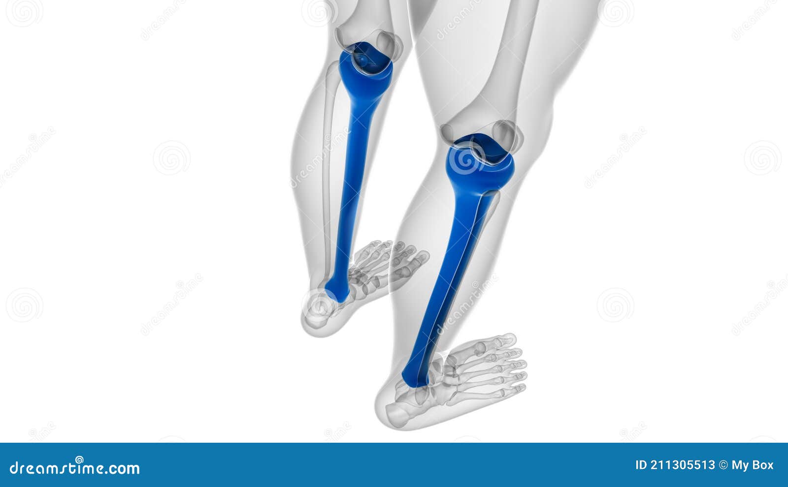 Human Skeleton Anatomy Tibia Bone 3D Rendering Stock Illustration ...
