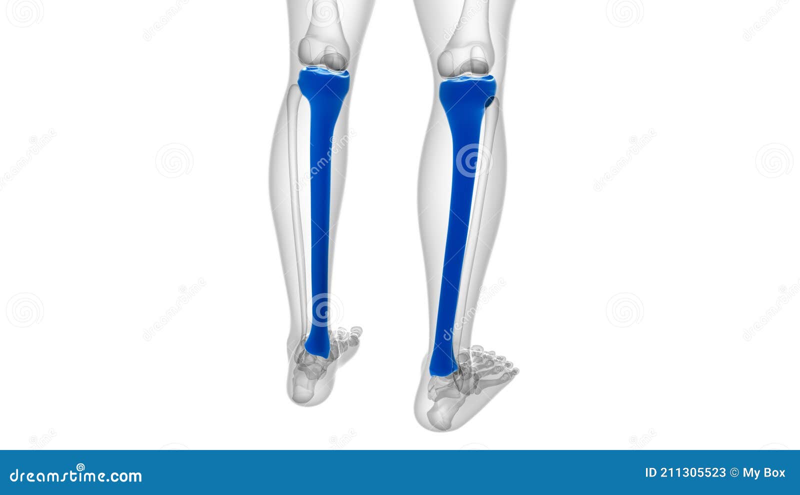 Human Skeleton Anatomy Tibia Bone 3D Rendering Stock Illustration ...