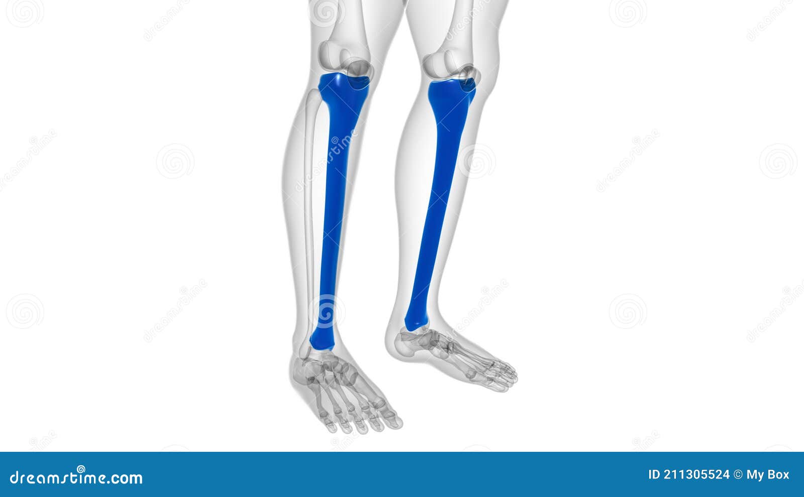 Human Skeleton Anatomy Tibia Bone 3D Rendering Stock Illustration ...