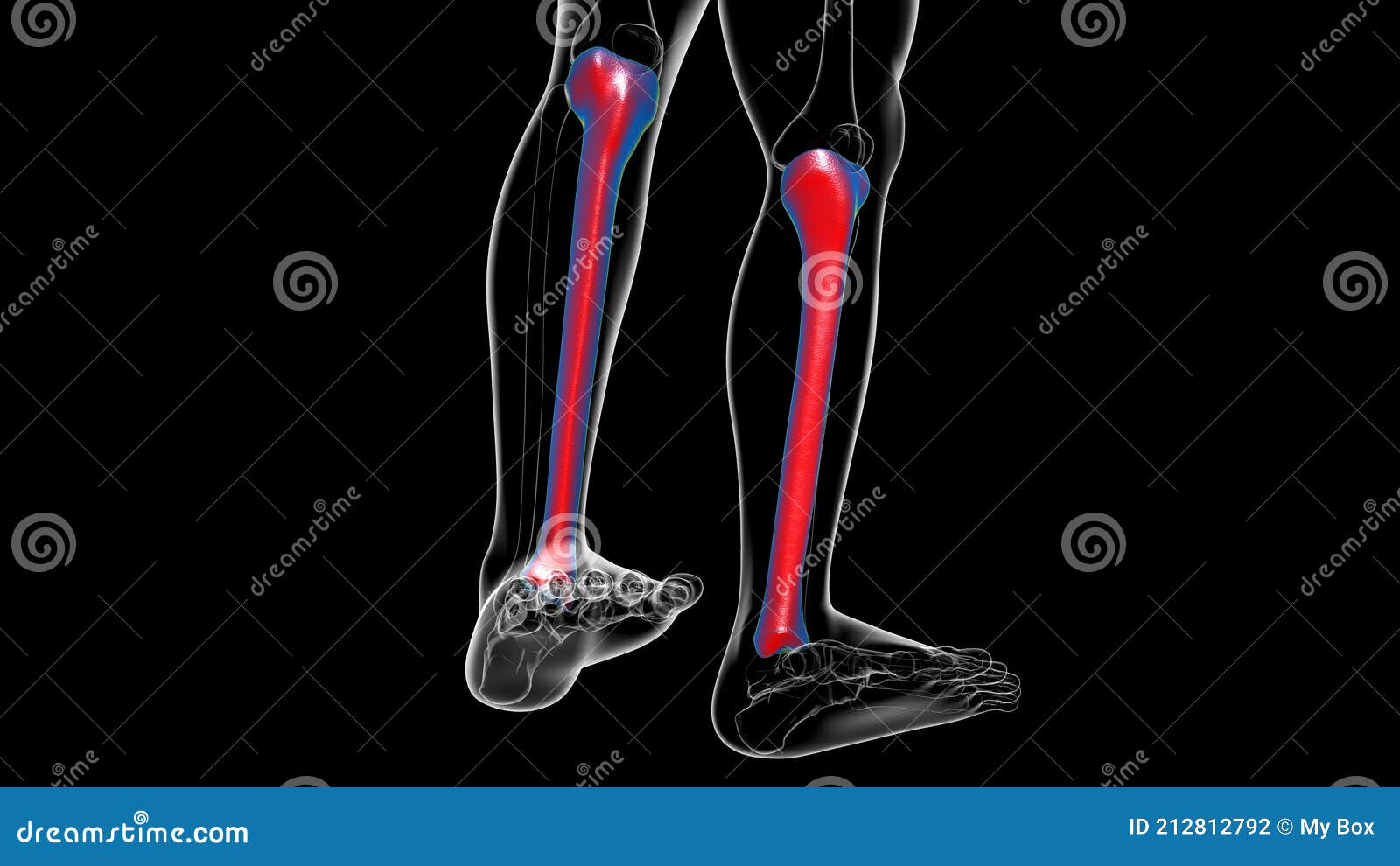 Human Skeleton Anatomy Tibia Bone 3D Rendering Stock Illustration ...