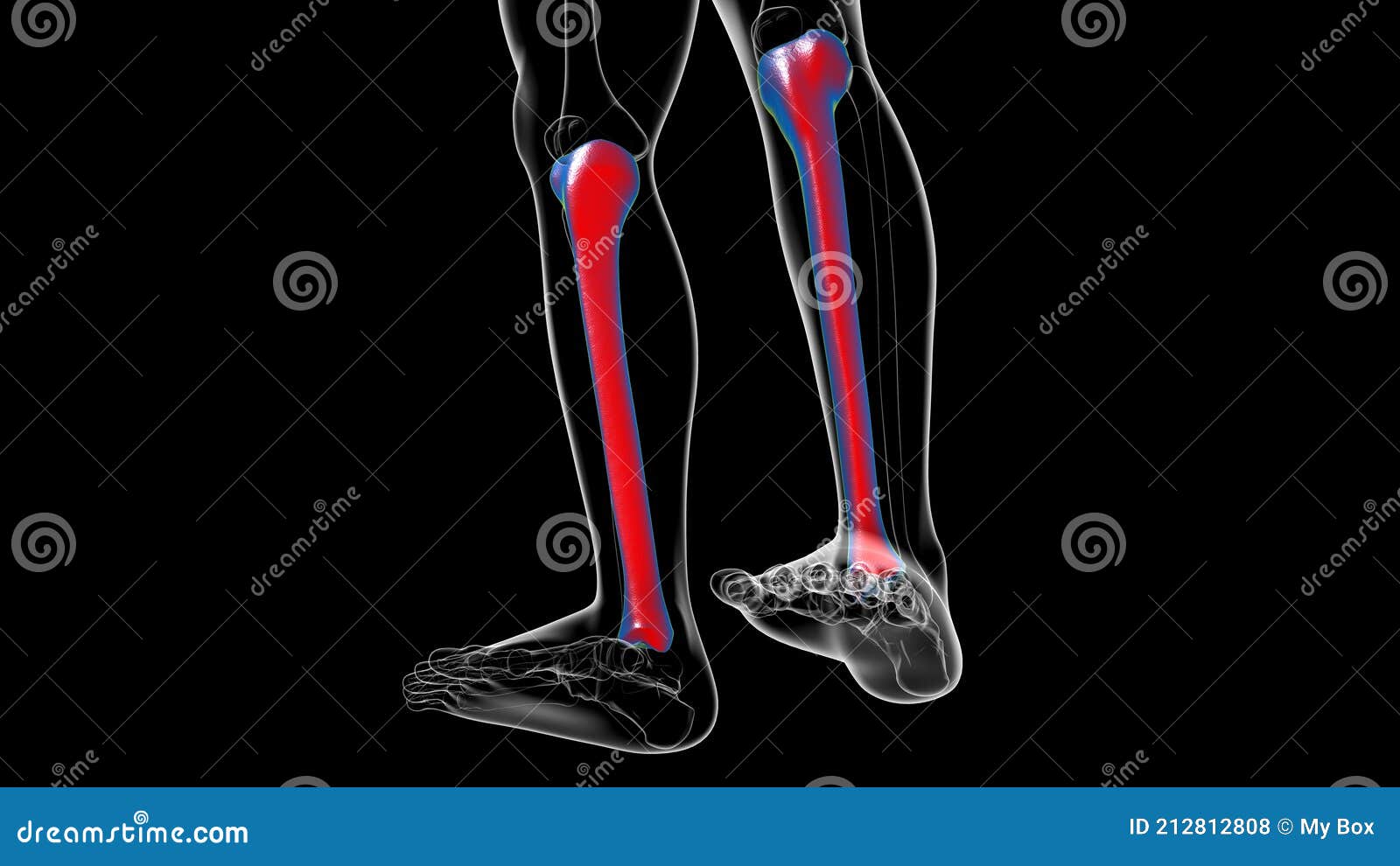 Human Skeleton Anatomy Tibia Bone 3D Rendering Stock Illustration ...