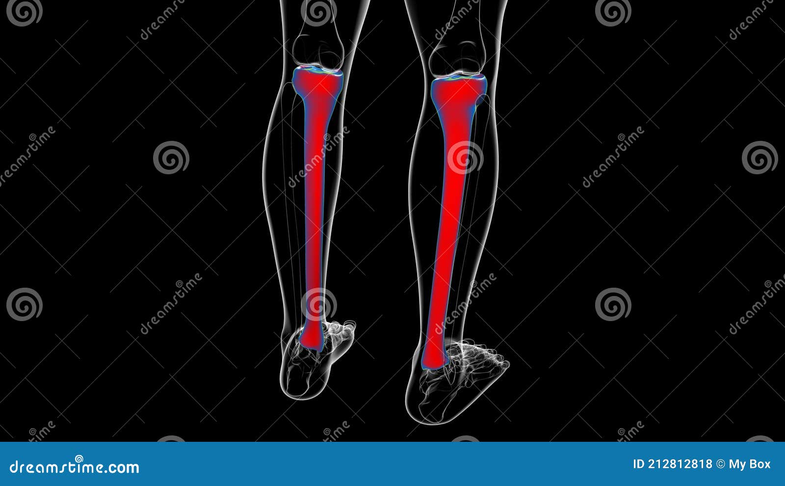 Human Skeleton Anatomy Tibia Bone 3D Rendering Stock Illustration ...
