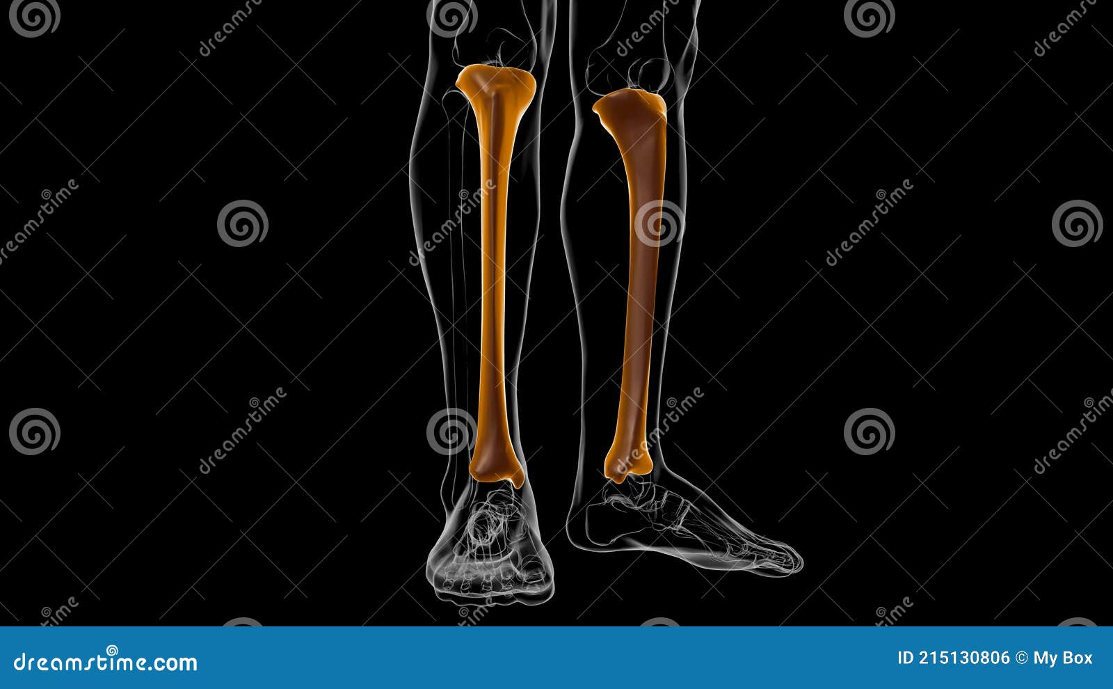 Human Skeleton Anatomy Tibia Bone 3D Rendering Stock Illustration ...