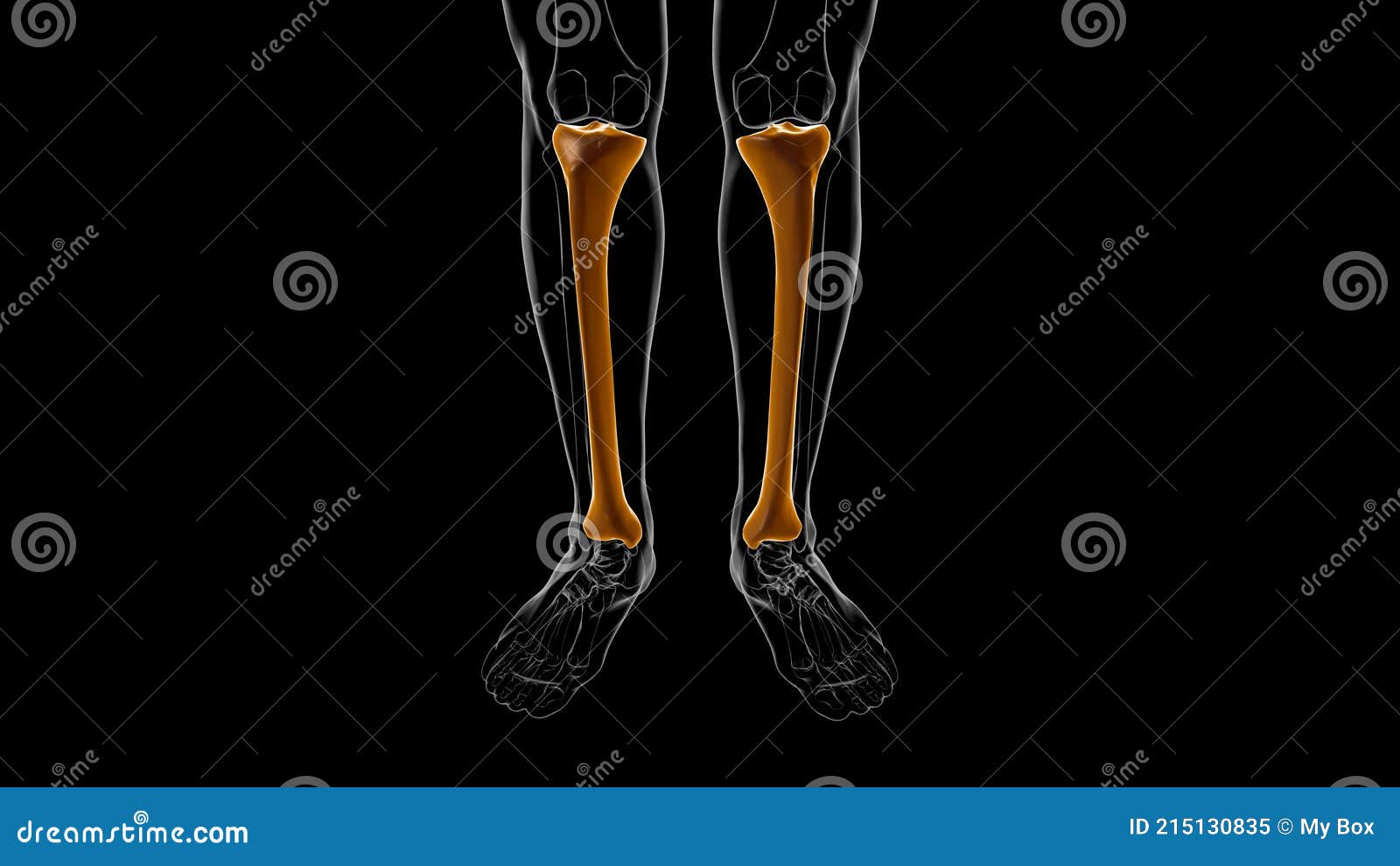 Human Skeleton Anatomy Tibia Bone 3D Rendering Stock Illustration ...