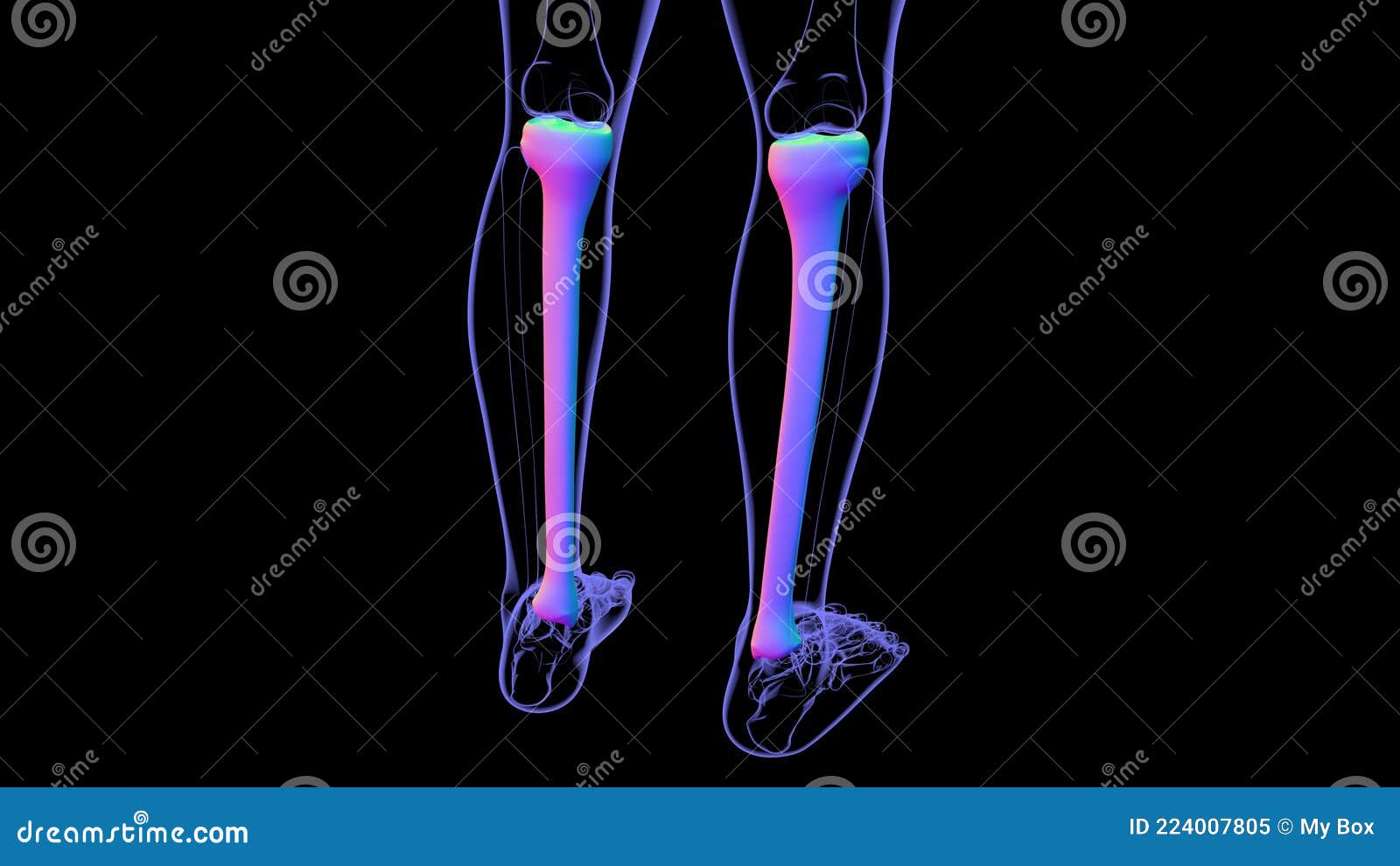 Human Skeleton Anatomy Tibia Bone 3D Rendering Stock Illustration ...