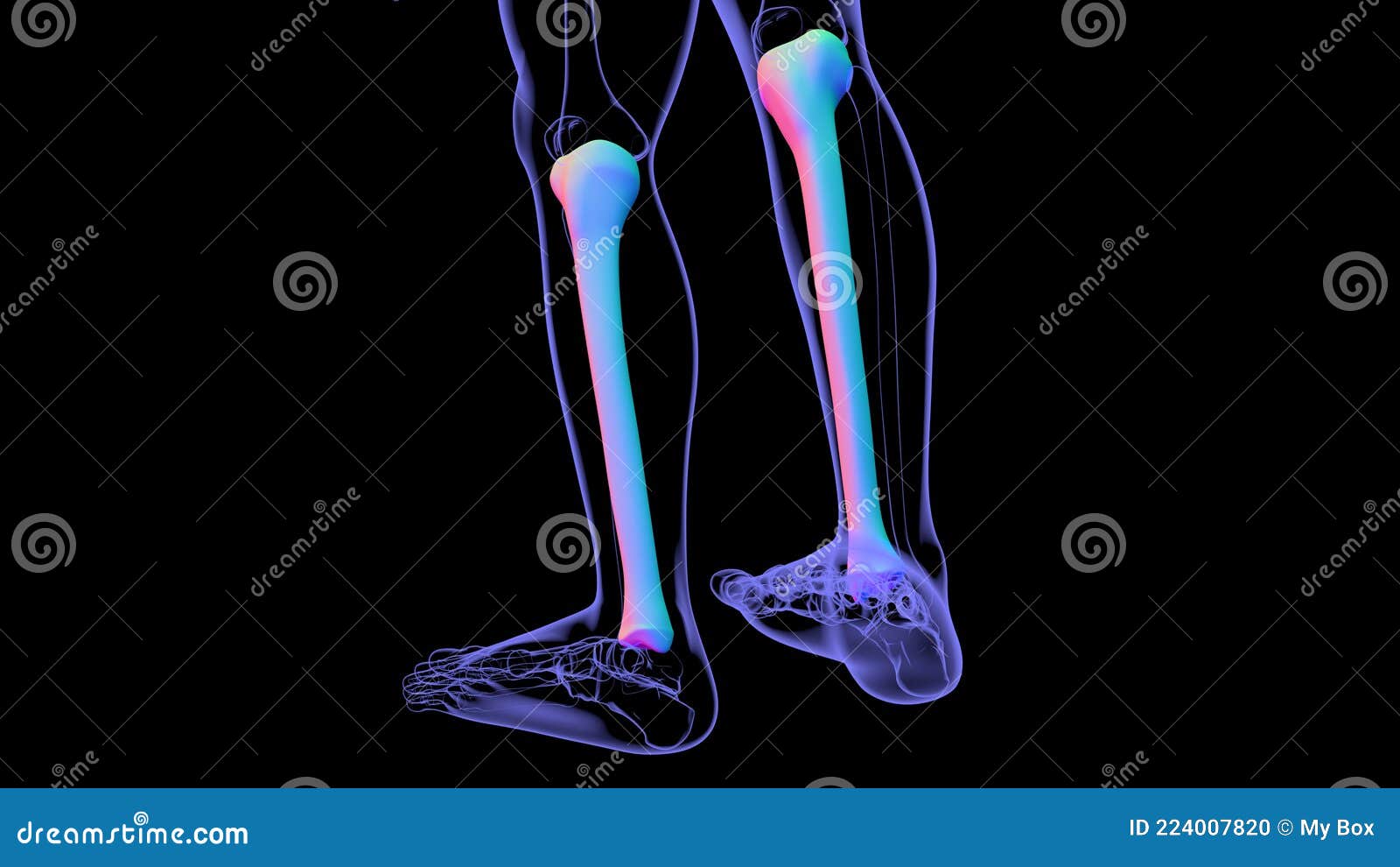 Human Skeleton Anatomy Tibia Bone 3D Rendering Stock Illustration ...
