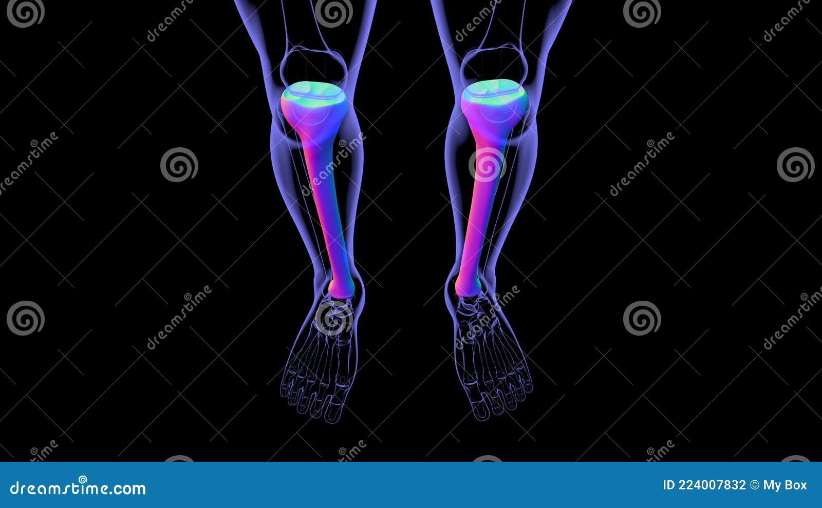 Human Skeleton Anatomy Tibia Bone 3D Rendering Stock Illustration ...