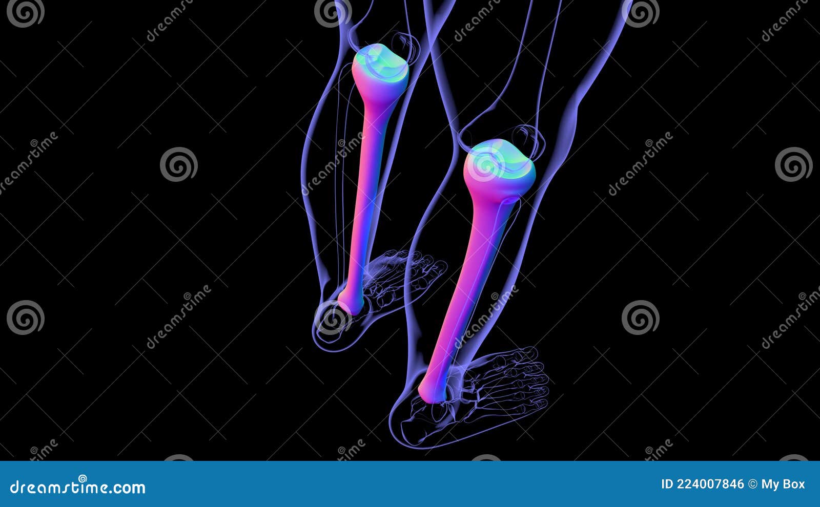 Human Skeleton Anatomy Tibia Bone 3D Rendering Stock Illustration ...