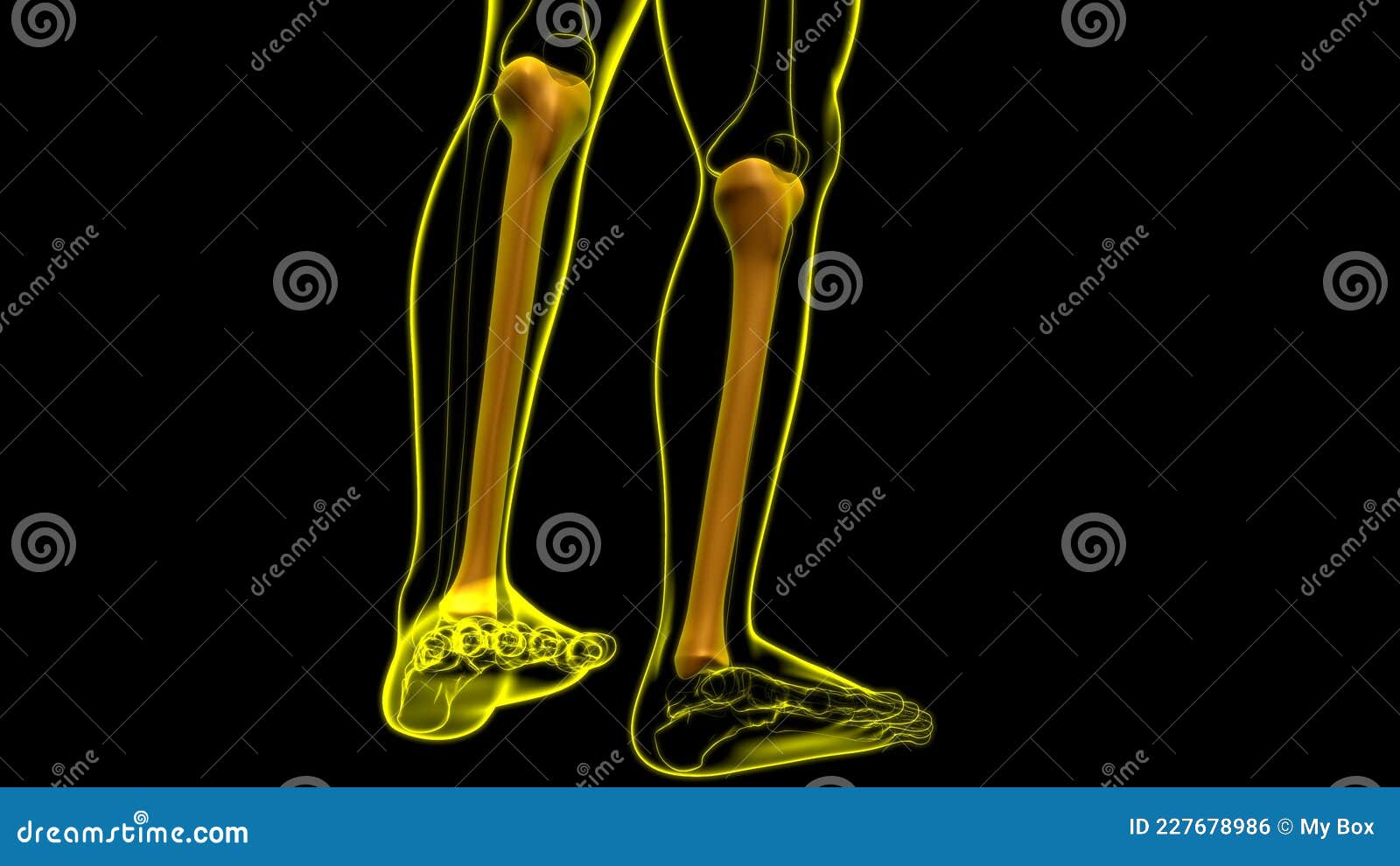 Human Skeleton Anatomy Tibia Bone 3D Rendering Stock Illustration ...