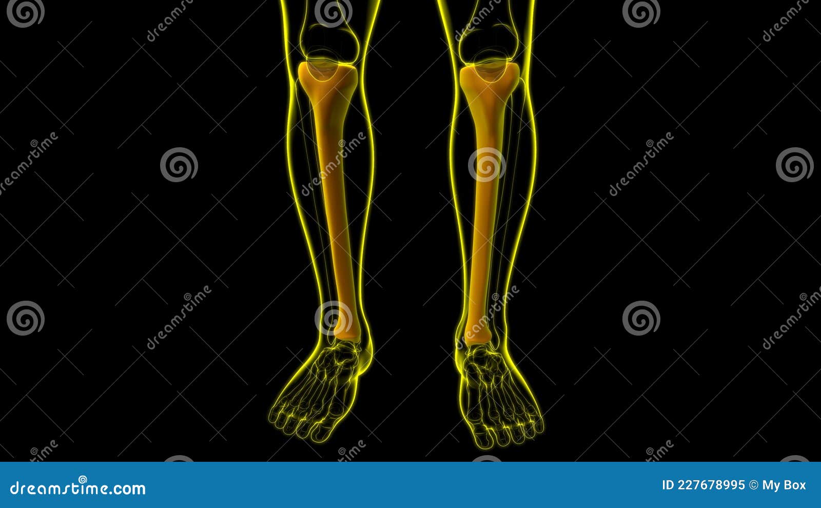 Human Skeleton Anatomy Tibia Bone 3D Rendering Stock Illustration ...