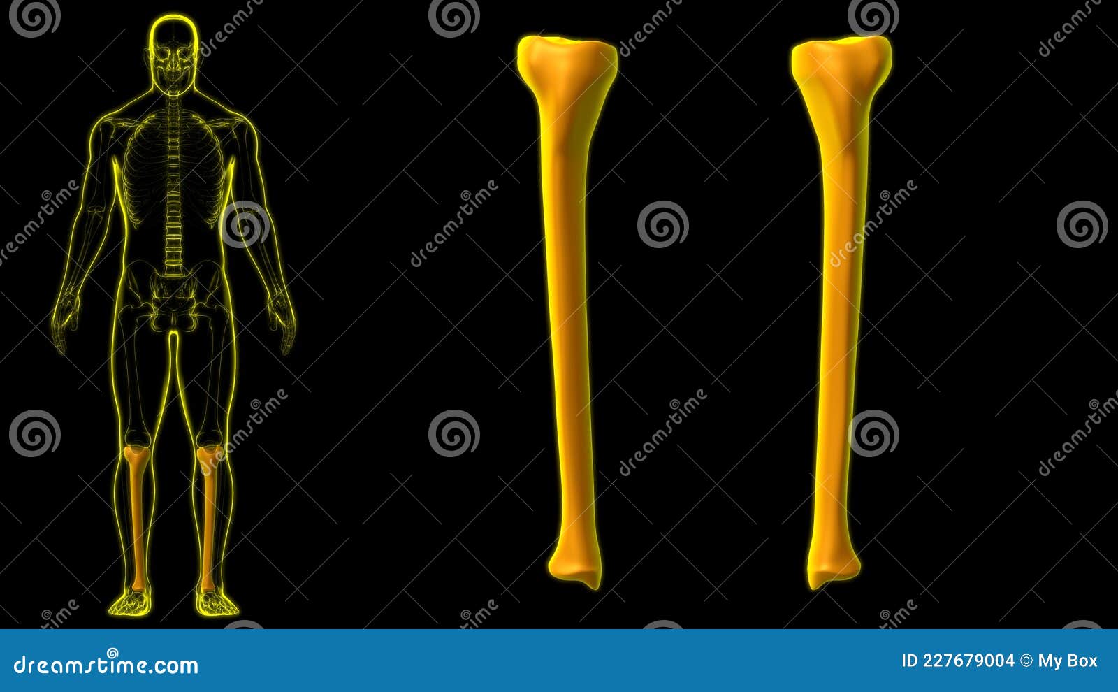 Human Skeleton Anatomy Tibia Bone 3D Rendering Stock Illustration ...