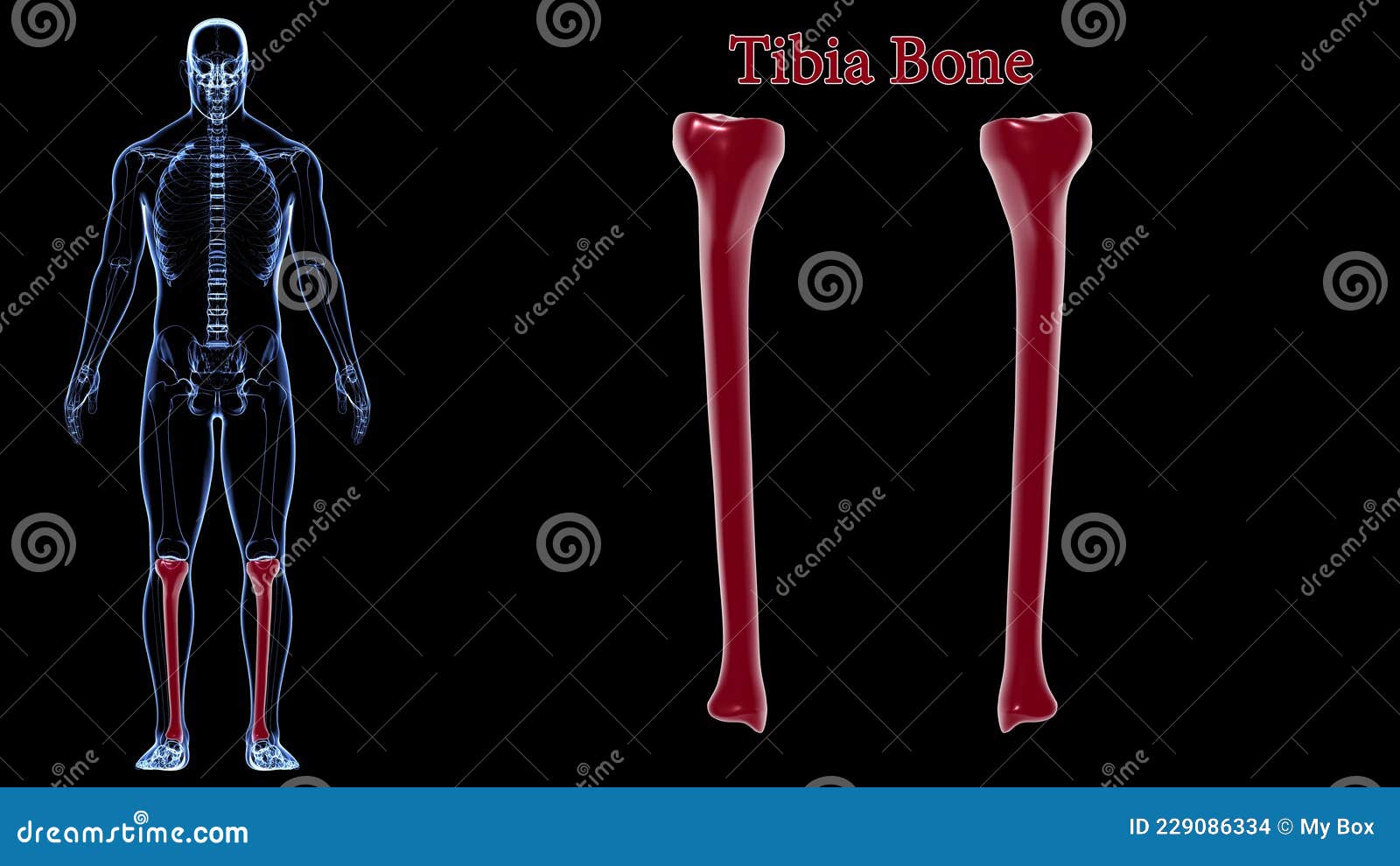 Human Skeleton Anatomy Tibia Bone 3D Rendering Stock Illustration ...