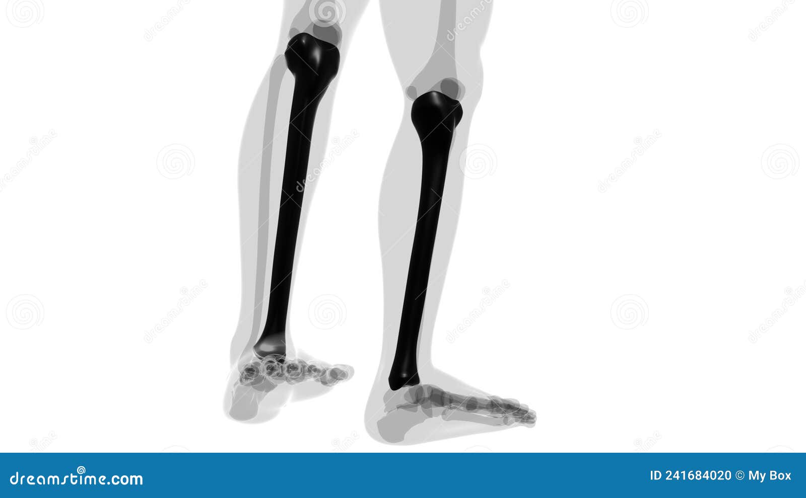Human Skeleton Anatomy Tibia Bone 3D Rendering Stock Illustration ...
