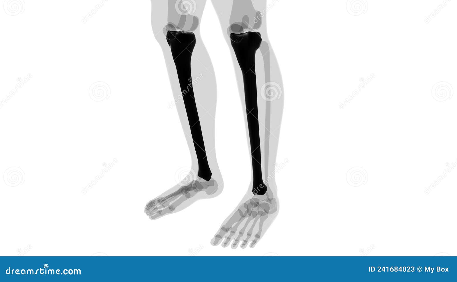 Human Skeleton Anatomy Tibia Bone 3D Rendering Stock Illustration ...