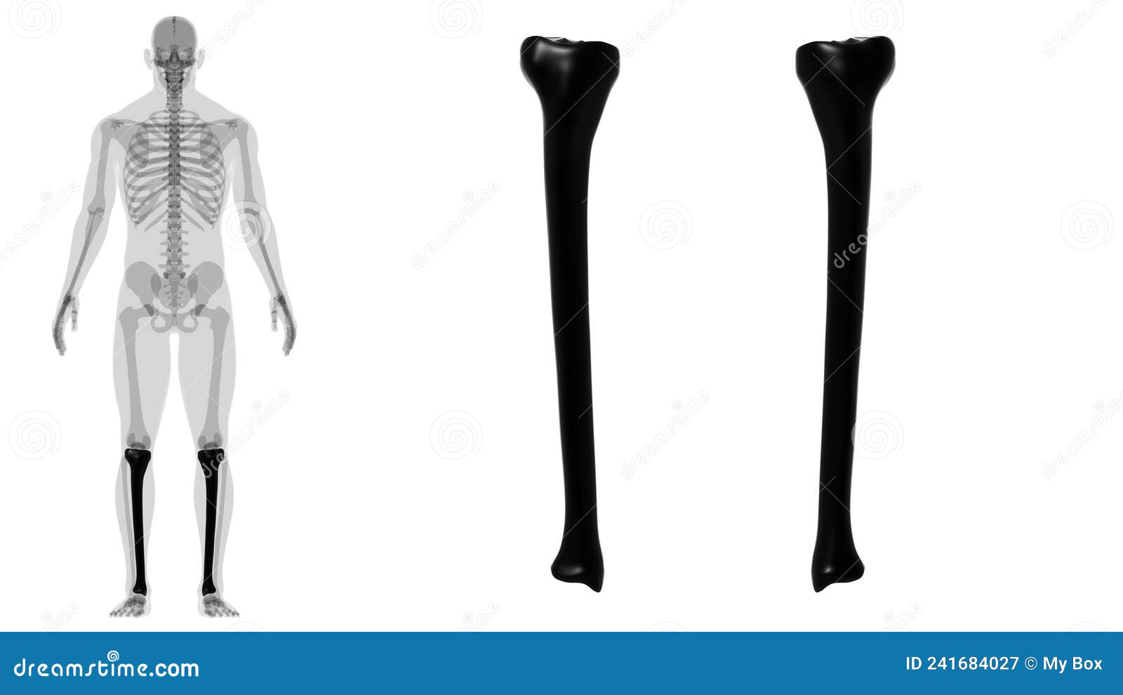Human Skeleton Anatomy Tibia Bone 3D Rendering Stock Illustration ...