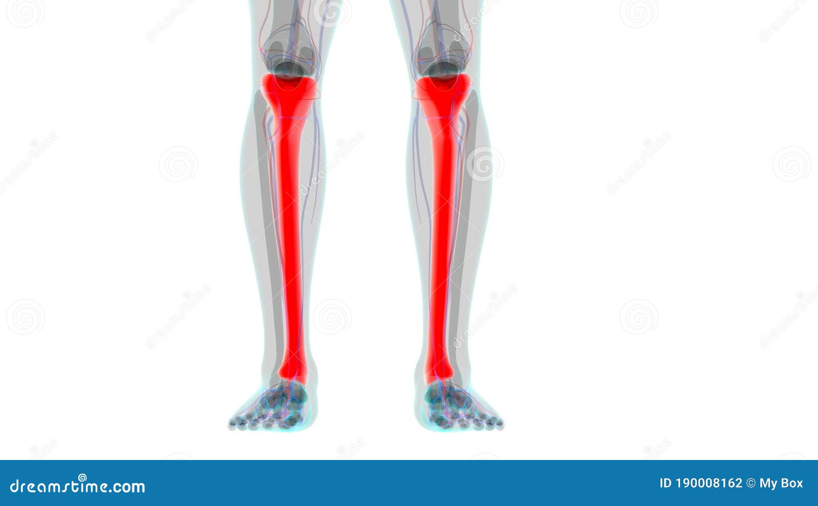 Human Skeleton Anatomy Tibia Bone 3D Rendering Stock Illustration ...