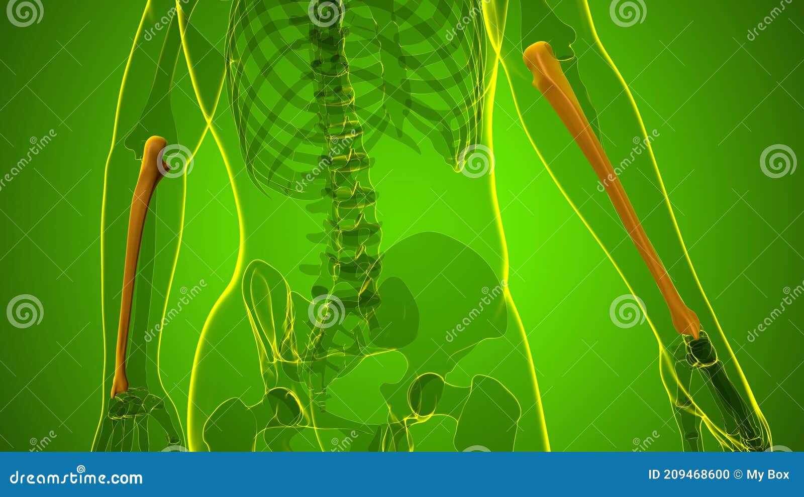 Human Skeleton Anatomy Ulna Bone 3D Rendering Stock Illustration ...