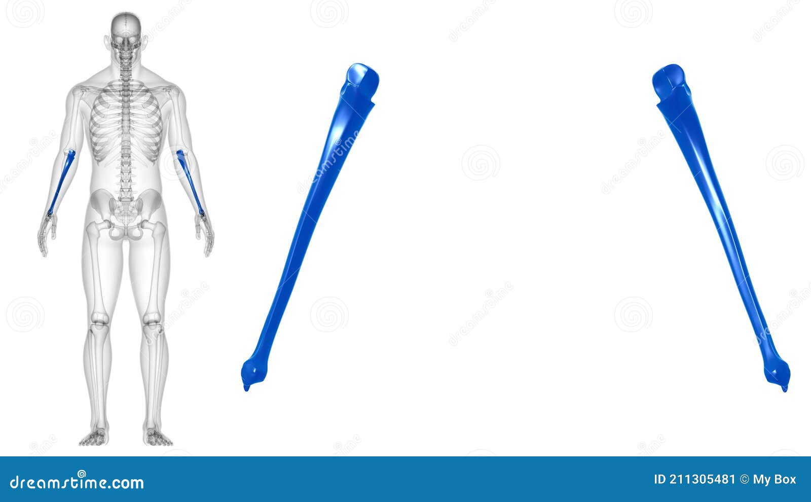 Human Skeleton Anatomy Ulna Bone 3D Rendering Stock Illustration ...