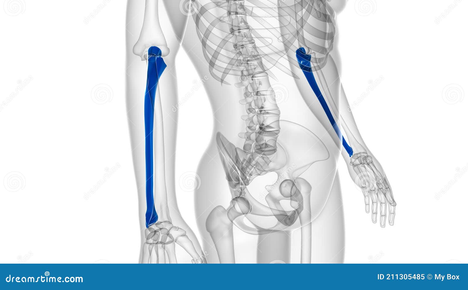 Human Skeleton Anatomy Ulna Bone 3D Rendering Stock Illustration ...