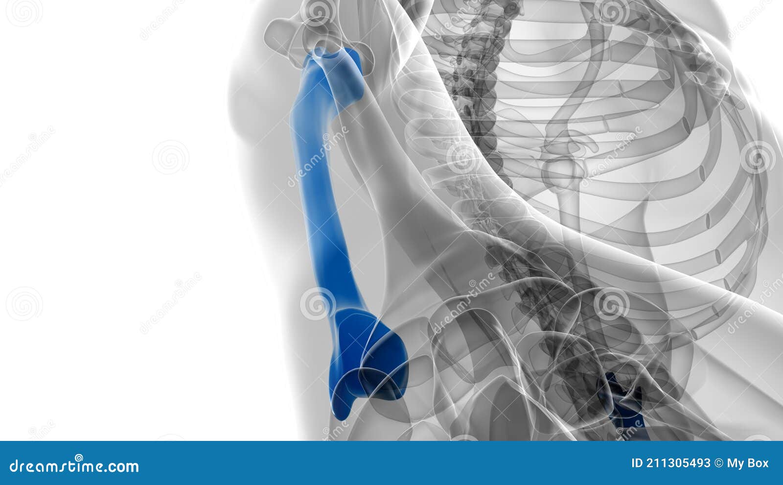 Human Skeleton Anatomy Ulna Bone 3D Rendering Stock Illustration ...