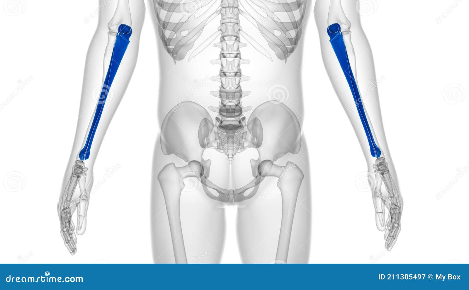 Human Skeleton Anatomy Ulna Bone 3D Rendering Stock Illustration ...