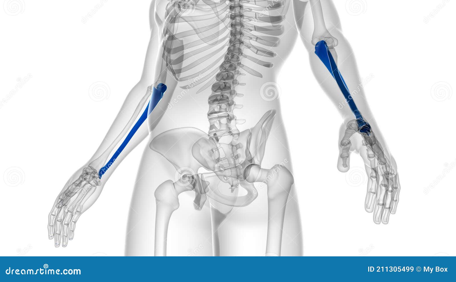 Human Skeleton Anatomy Ulna Bone 3D Rendering Stock Illustration ...