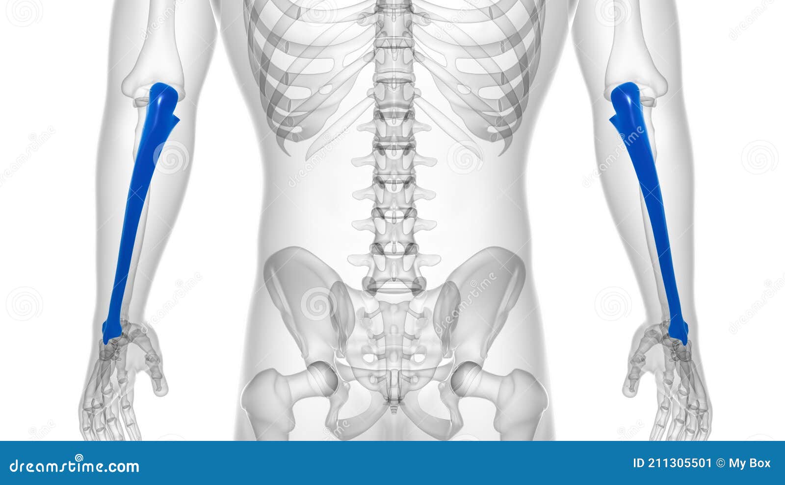 Human Skeleton Anatomy Ulna Bone 3D Rendering Stock Illustration ...