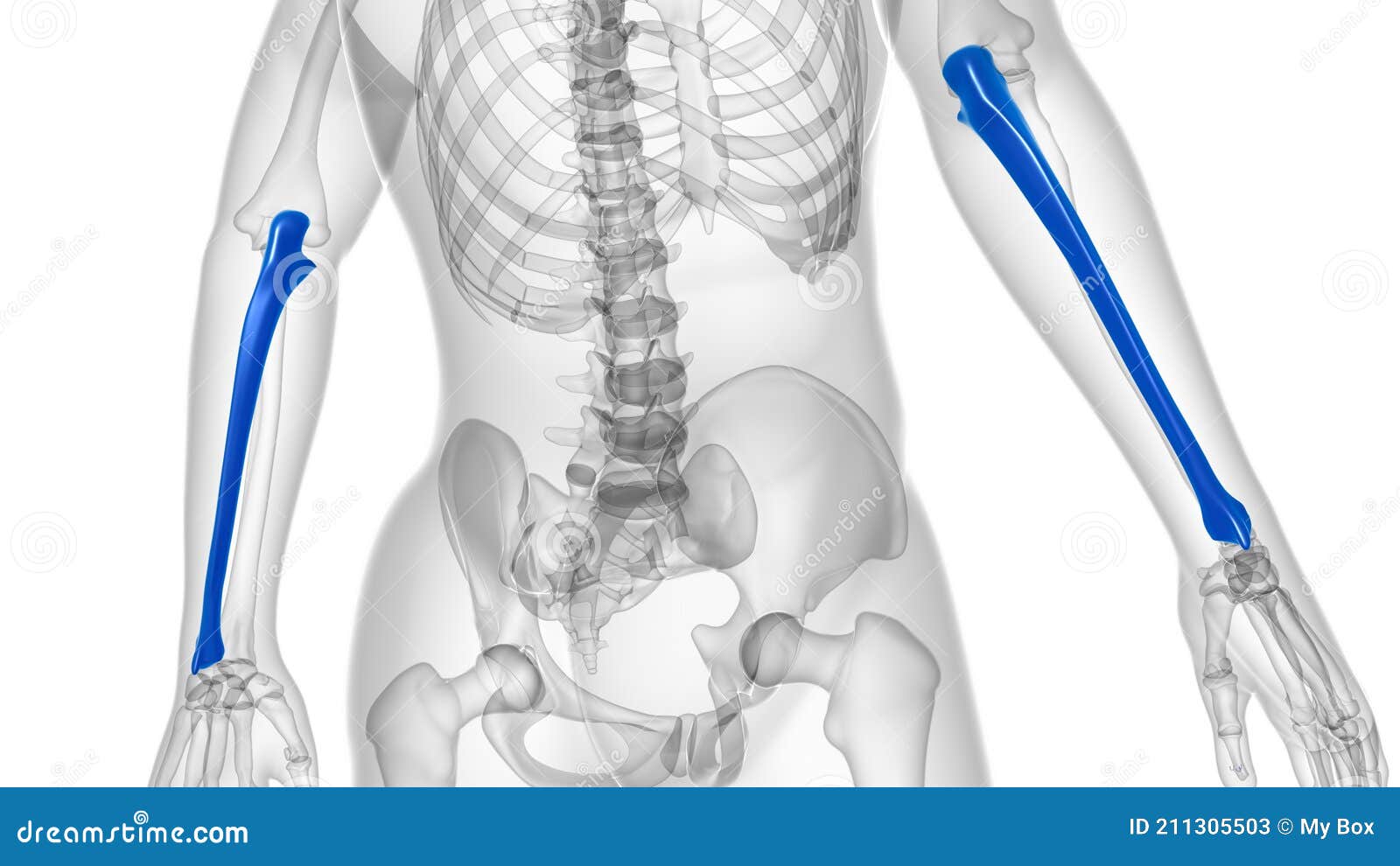 Human Skeleton Anatomy Ulna Bone 3D Rendering Stock Illustration ...