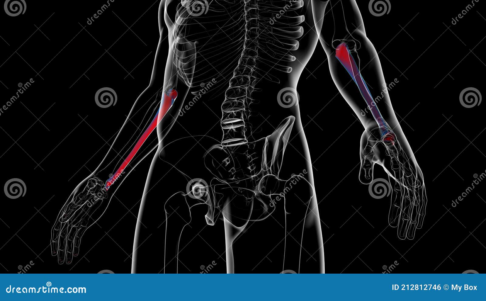 Human Skeleton Anatomy Ulna Bone 3D Rendering Stock Illustration ...