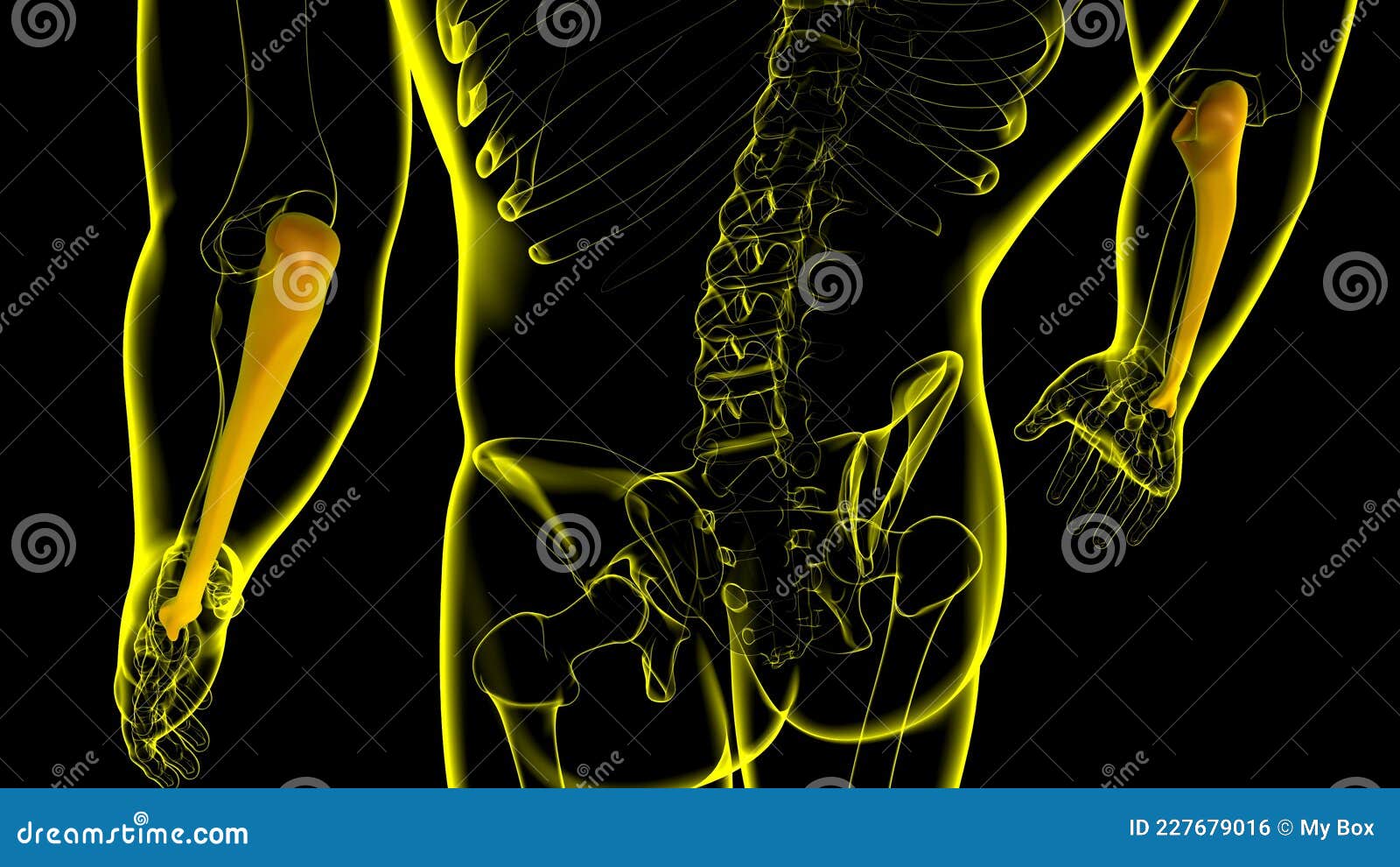 Human Skeleton Anatomy Ulna Bone 3D Rendering Stock Illustration ...