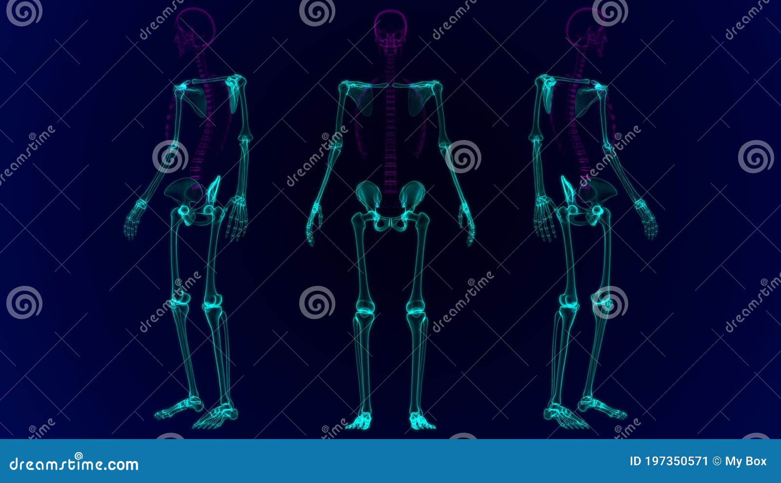 Human Skeleton Appendicular Skeleton Anatomy 3D Stock Illustration ...