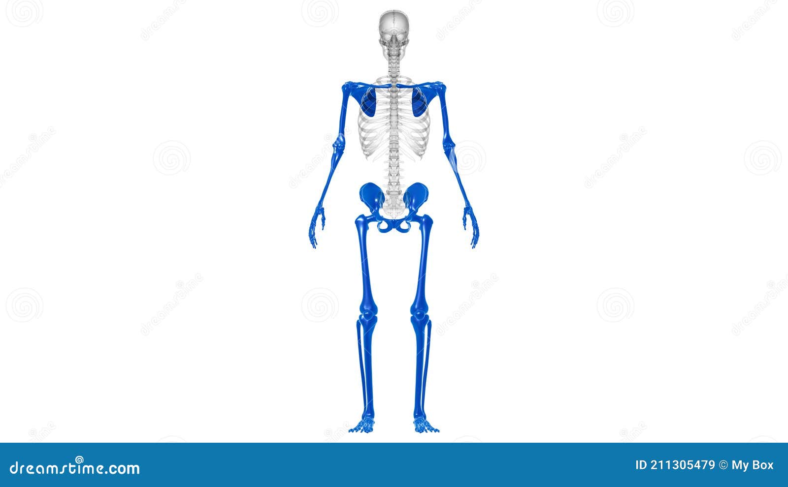 Human Skeleton Appendicular Skeleton Anatomy 3D Stock Illustration ...