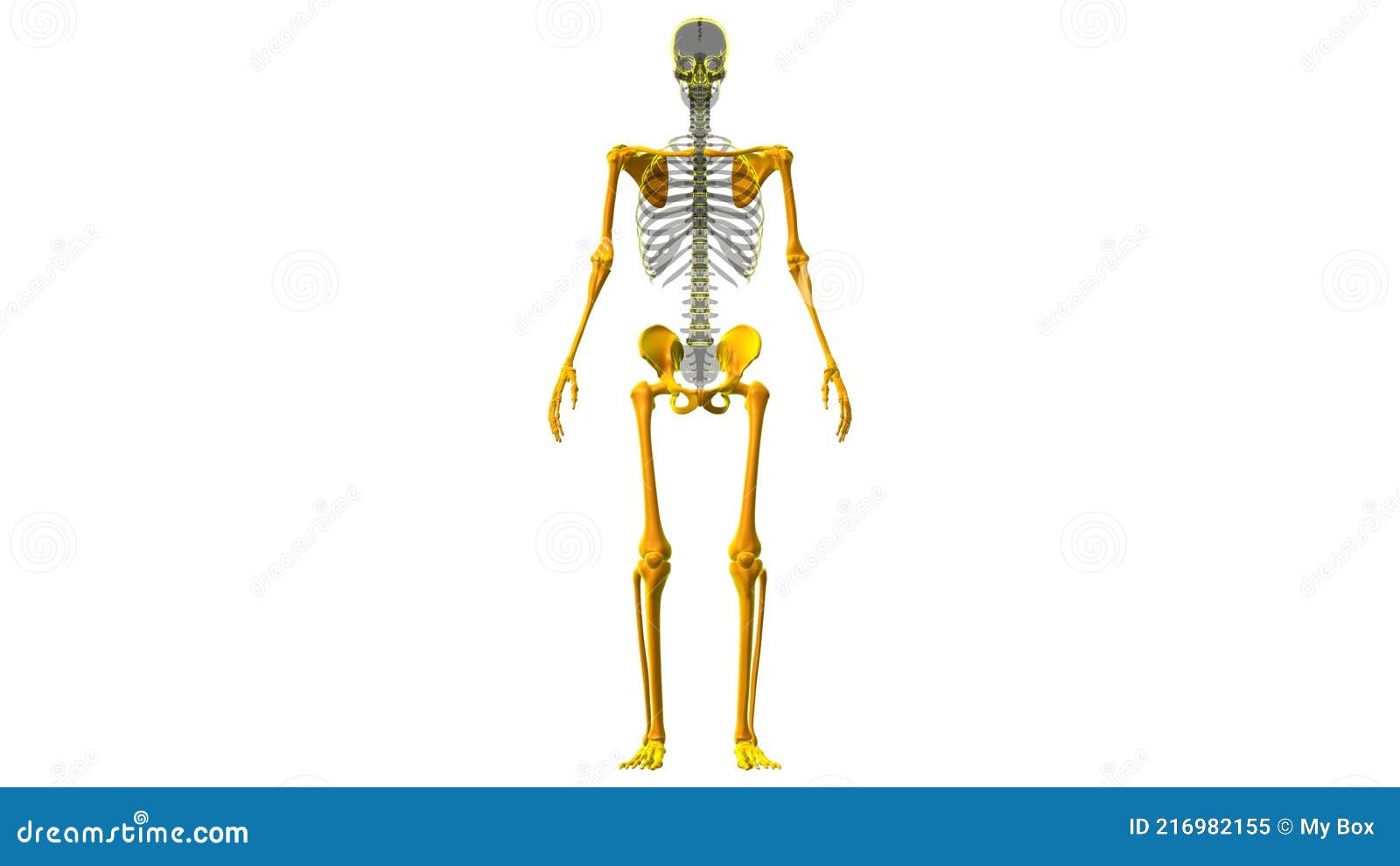 Human Skeleton Appendicular Skeleton Anatomy 3D Stock Illustration ...