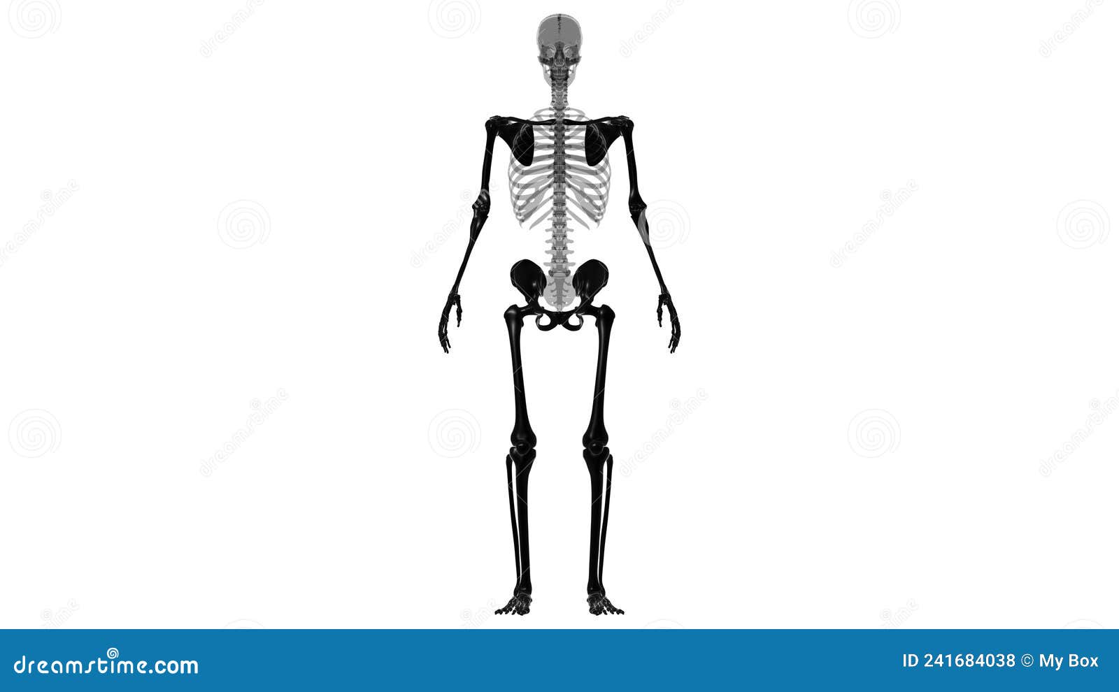 Human Skeleton Appendicular Skeleton Anatomy 3D Stock Illustration ...