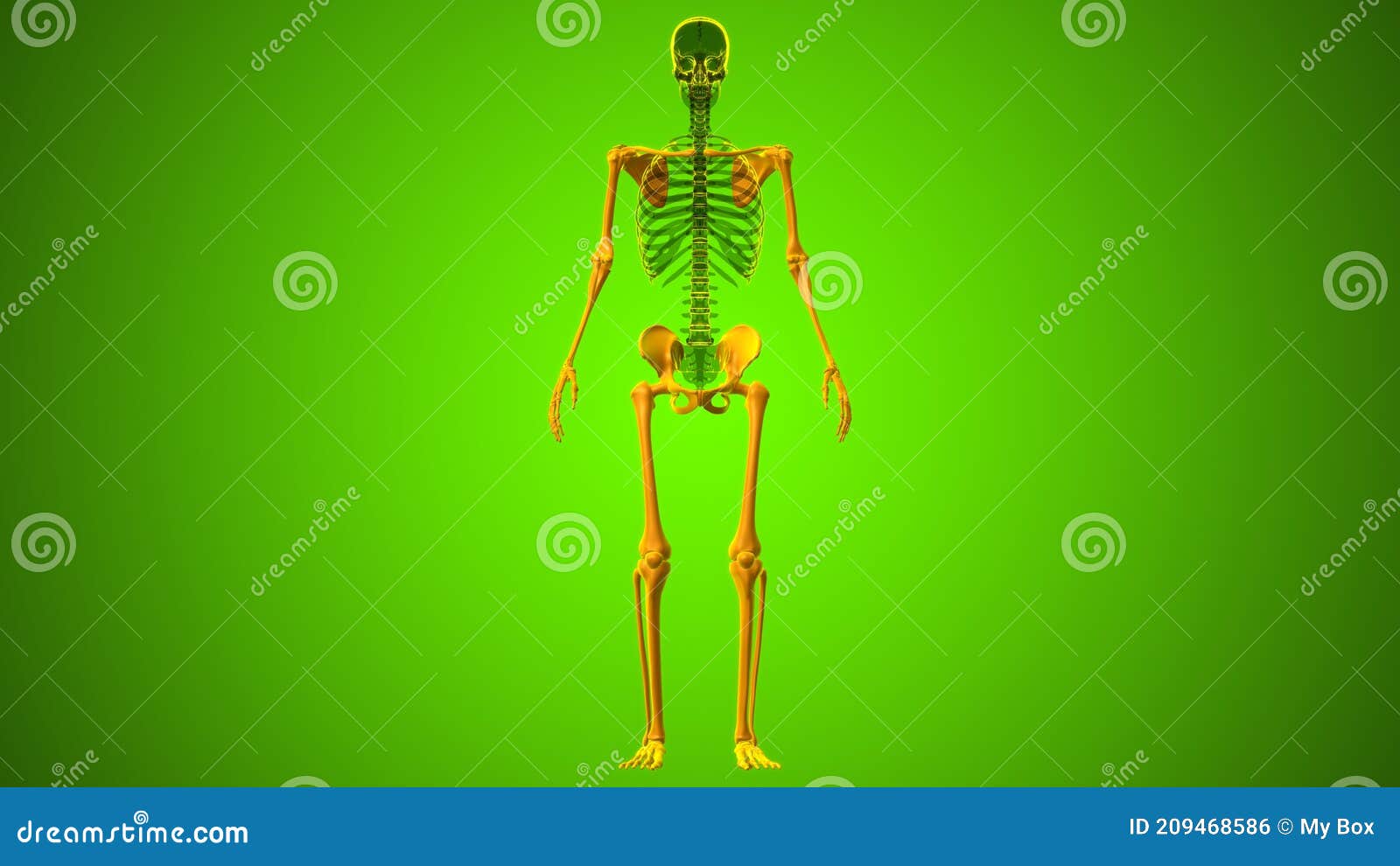 Human Skeleton Appendicular Skeleton Anatomy 3D Stock Illustration ...
