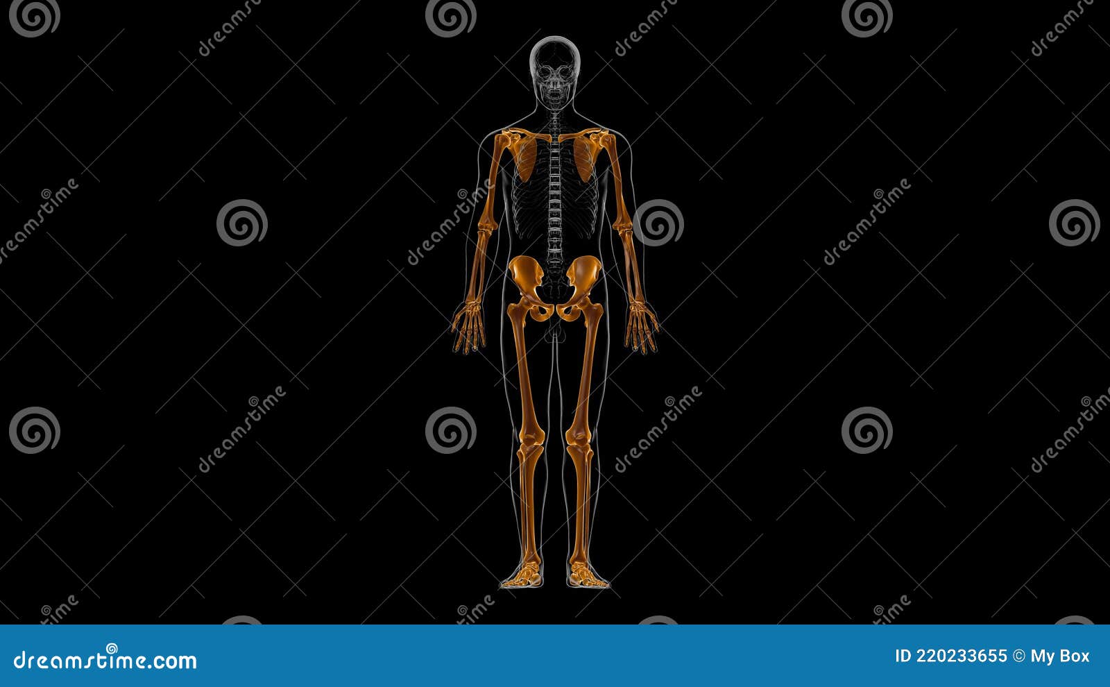 Human Skeleton Appendicular Skeleton Anatomy 3D Stock Illustration ...