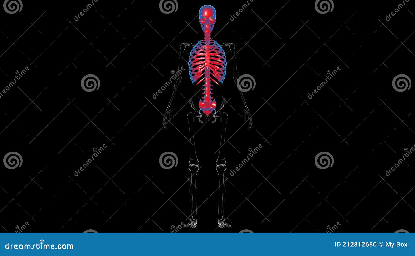 Human Skeleton Axial Skeleton Anatomy 3D Stock Illustration ...