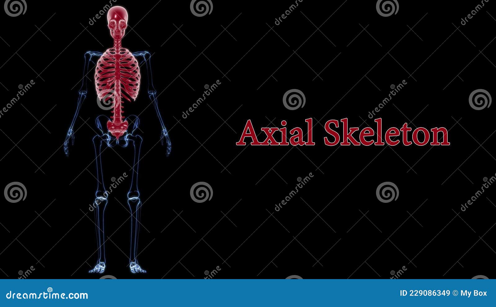 Human Skeleton Axial Skeleton Anatomy 3D Stock Illustration ...