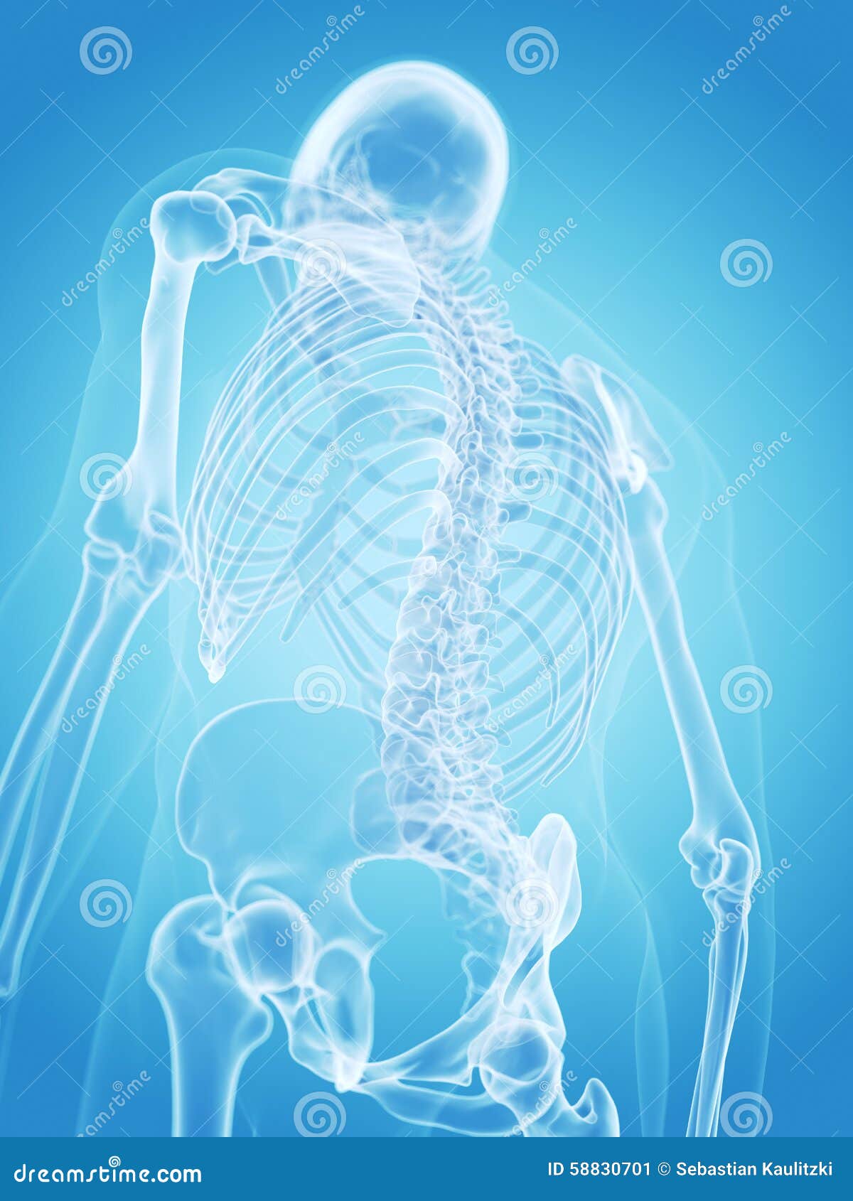 Skeleton Back Bone And Pelvic Bone Anatomy Stock Photography ...