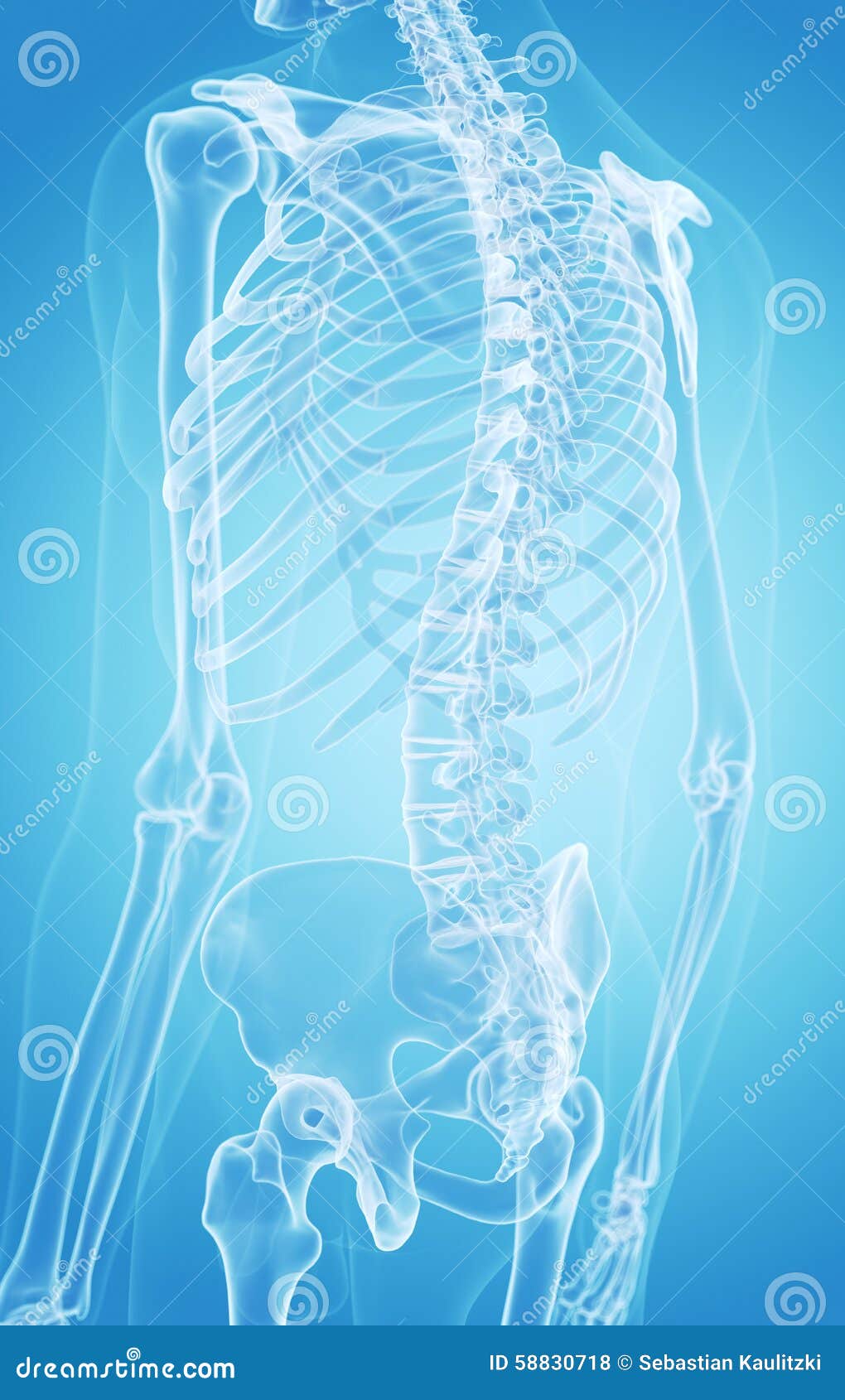 The Human Skeleton - the Back Stock Illustration - Illustration of ...