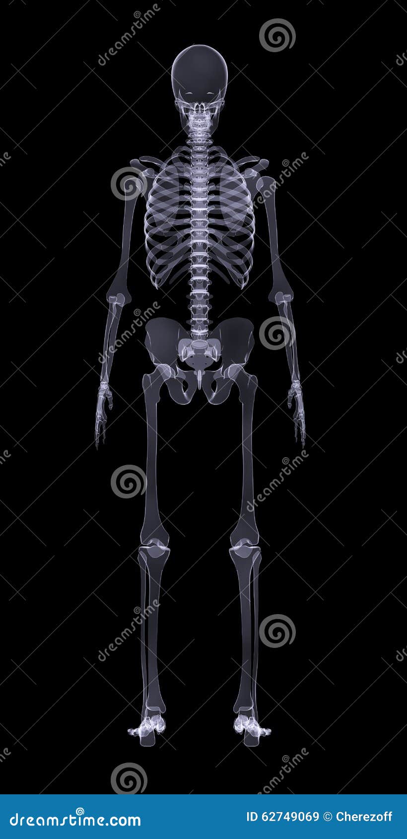 Human Skeleton on Black, Rear View Stock Illustration - Illustration of ...