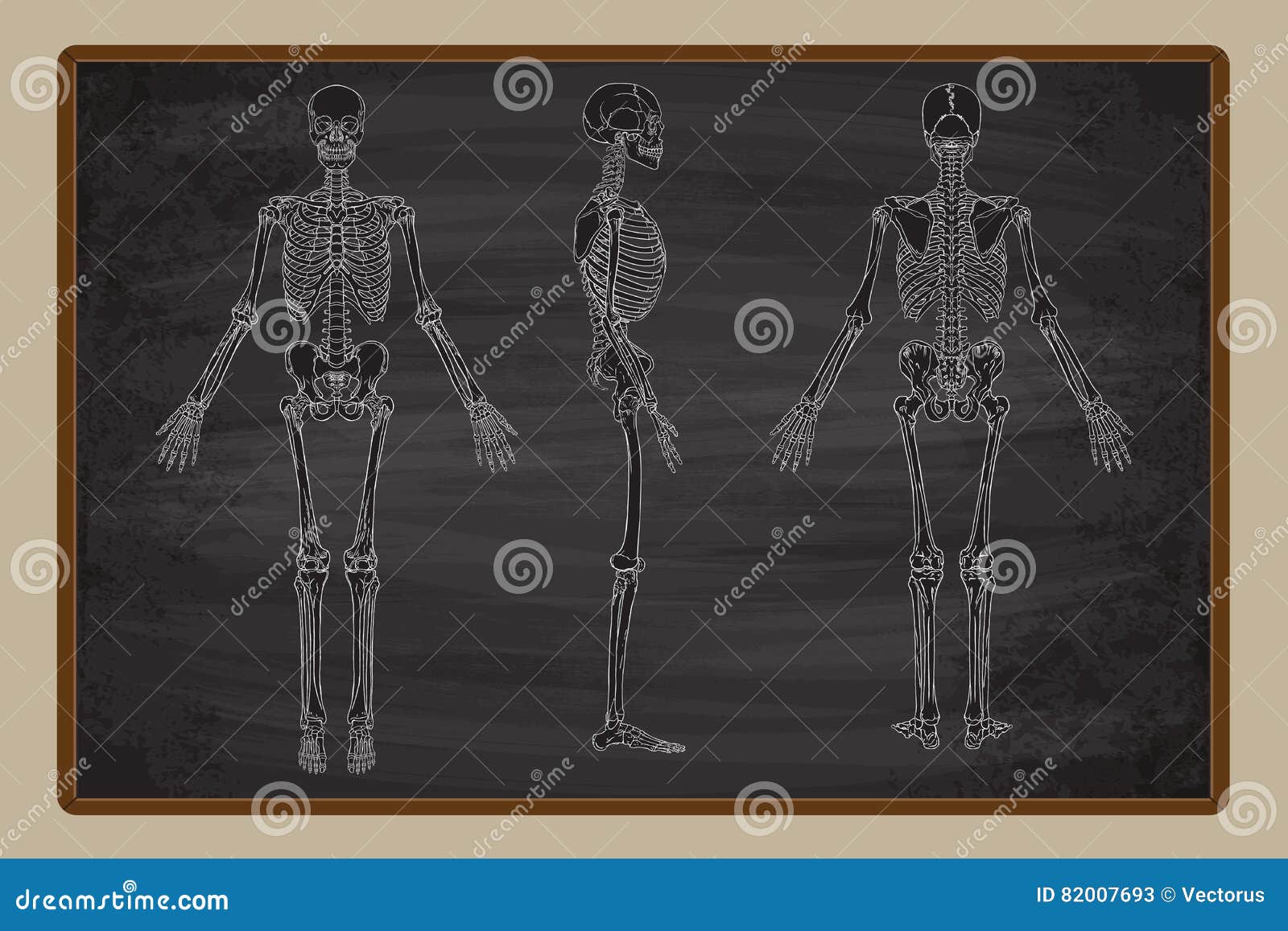 Human Skeleton Blackboard Drawing Vector Stock Vector - Illustration of ...