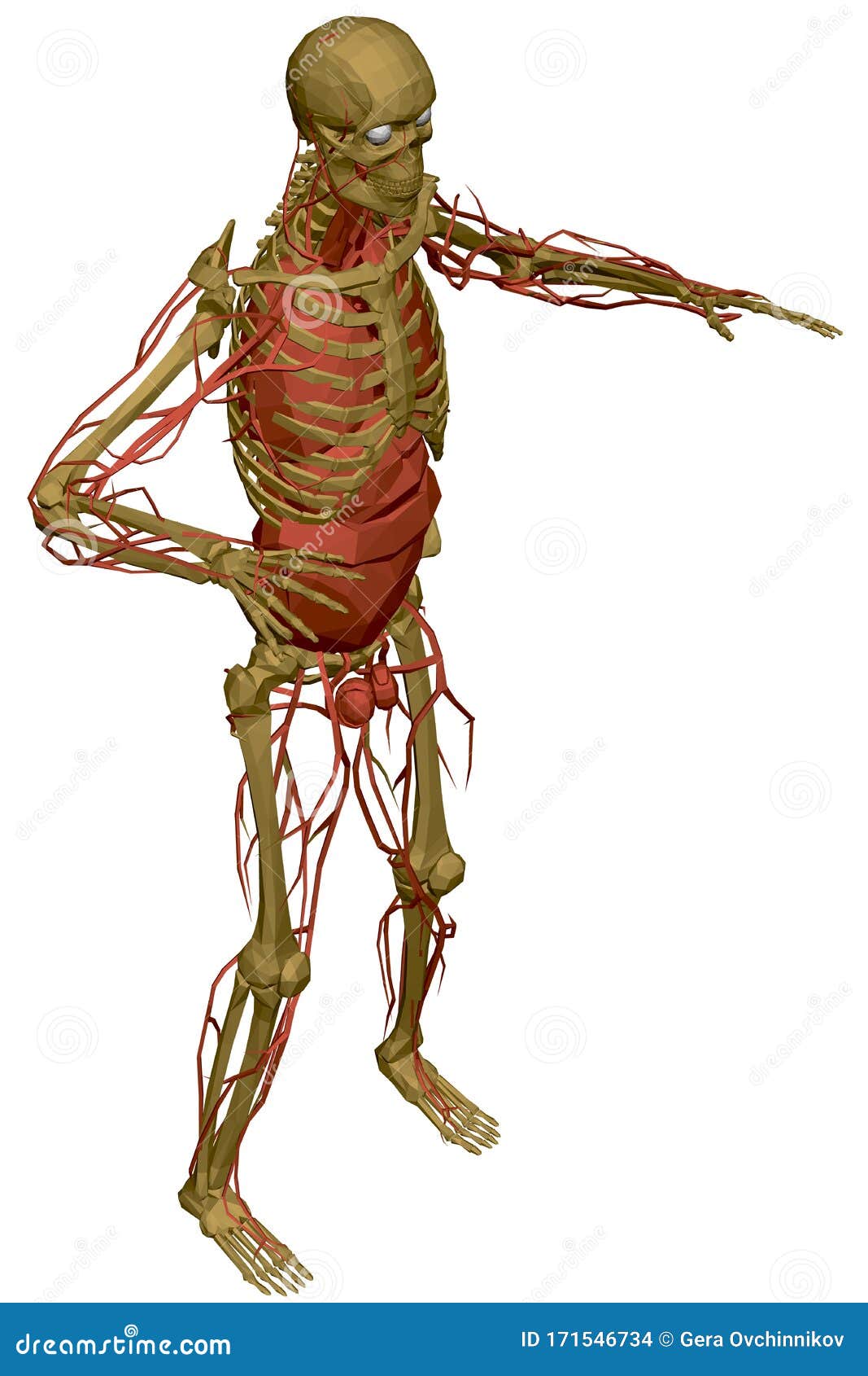 Human Skeleton with Blood Vessels and Internal Organs. Polygonal Model ...