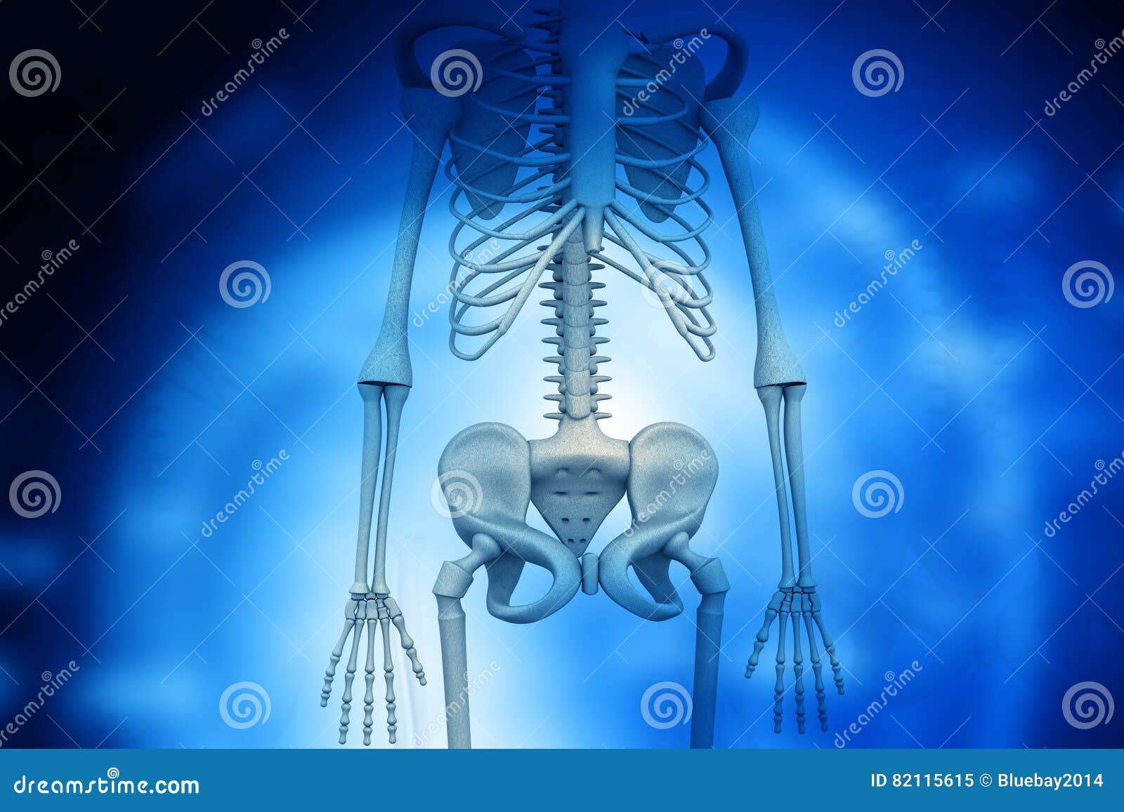 Human skeleton stock illustration. Illustration of museum - 82115615