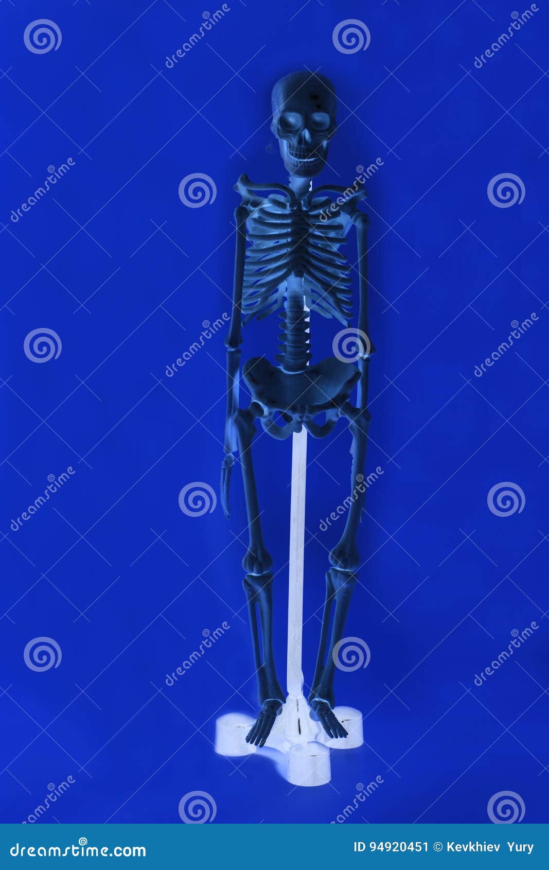 Human skeleton on blue stock illustration. Illustration of human - 94920451