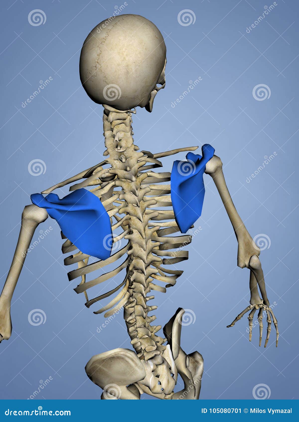 Scapula M-SKEL-SCAPULA 11, 3D Model Stock Illustration - Illustration ...